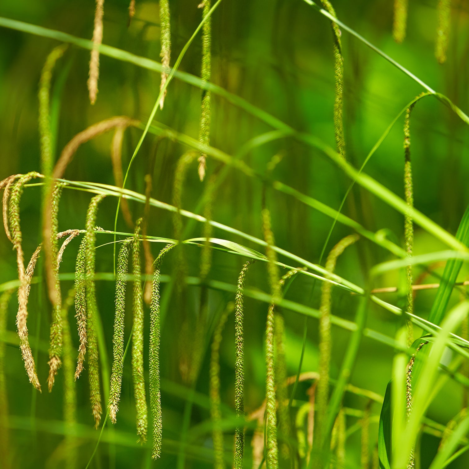 Pendulous Sedge | Textural Plant for Ponds and Boggy Areas – Plants for ...