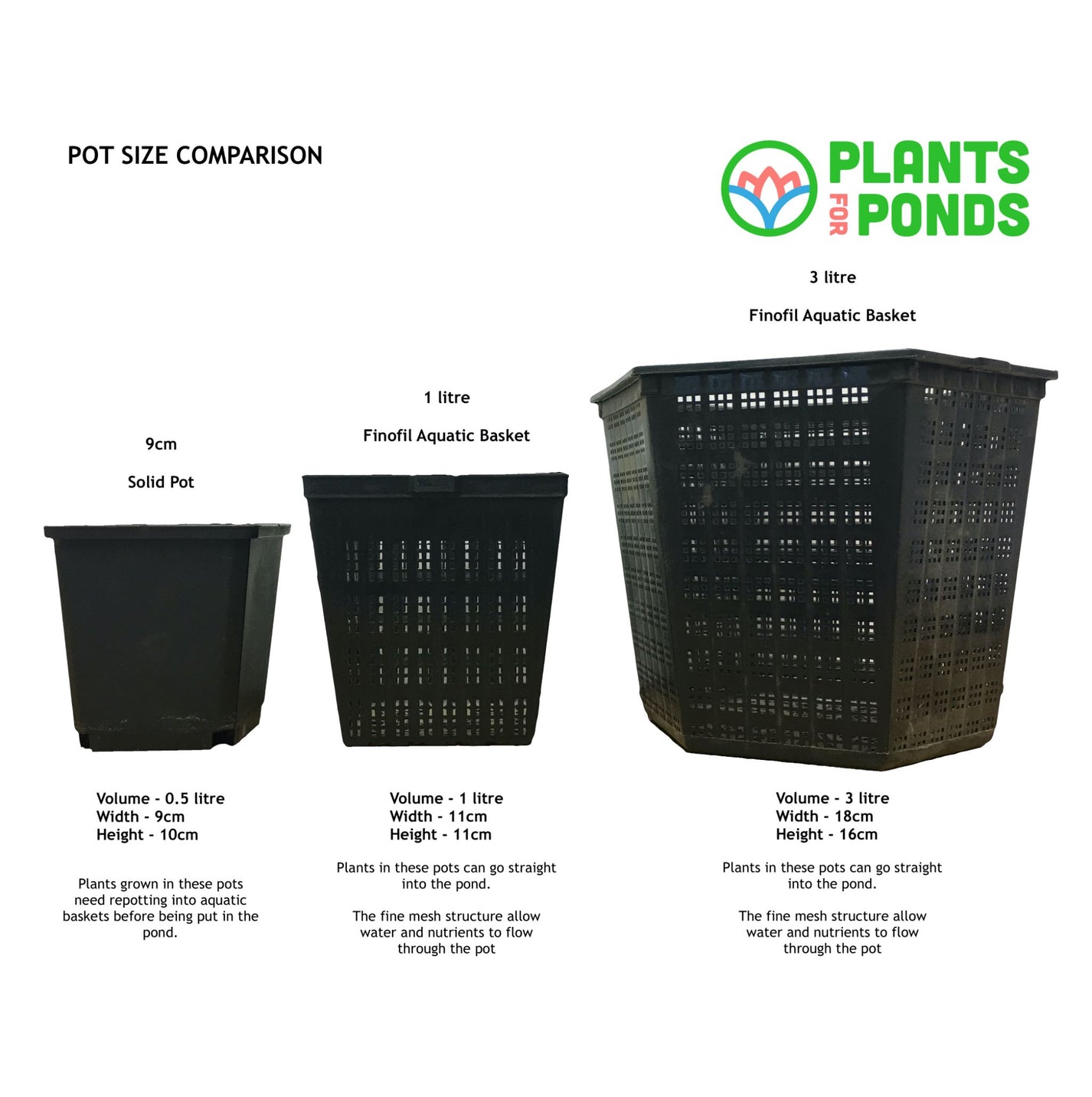 Slender Club Rush | Isolepis cernua – Plants for Ponds