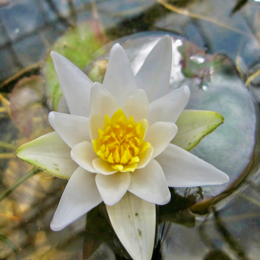 Pygmaea Alba Waterlily | Miniature White Blooms for Compact Ponds ...