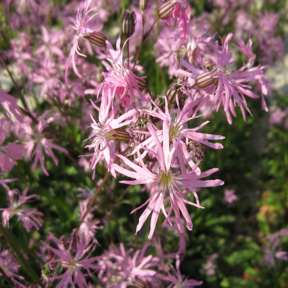 Ragged Robin (Silene flos-cuculi) – Pretty Native Plant for Bog Garden ...