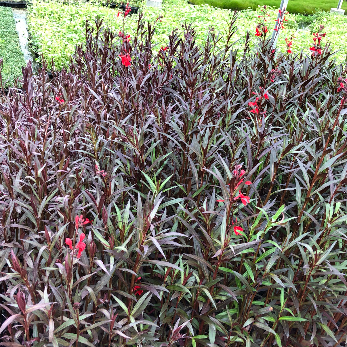 Red Leaved Lobelia – Vibrant Pond Plant with Scarlet Flowers – Plants ...