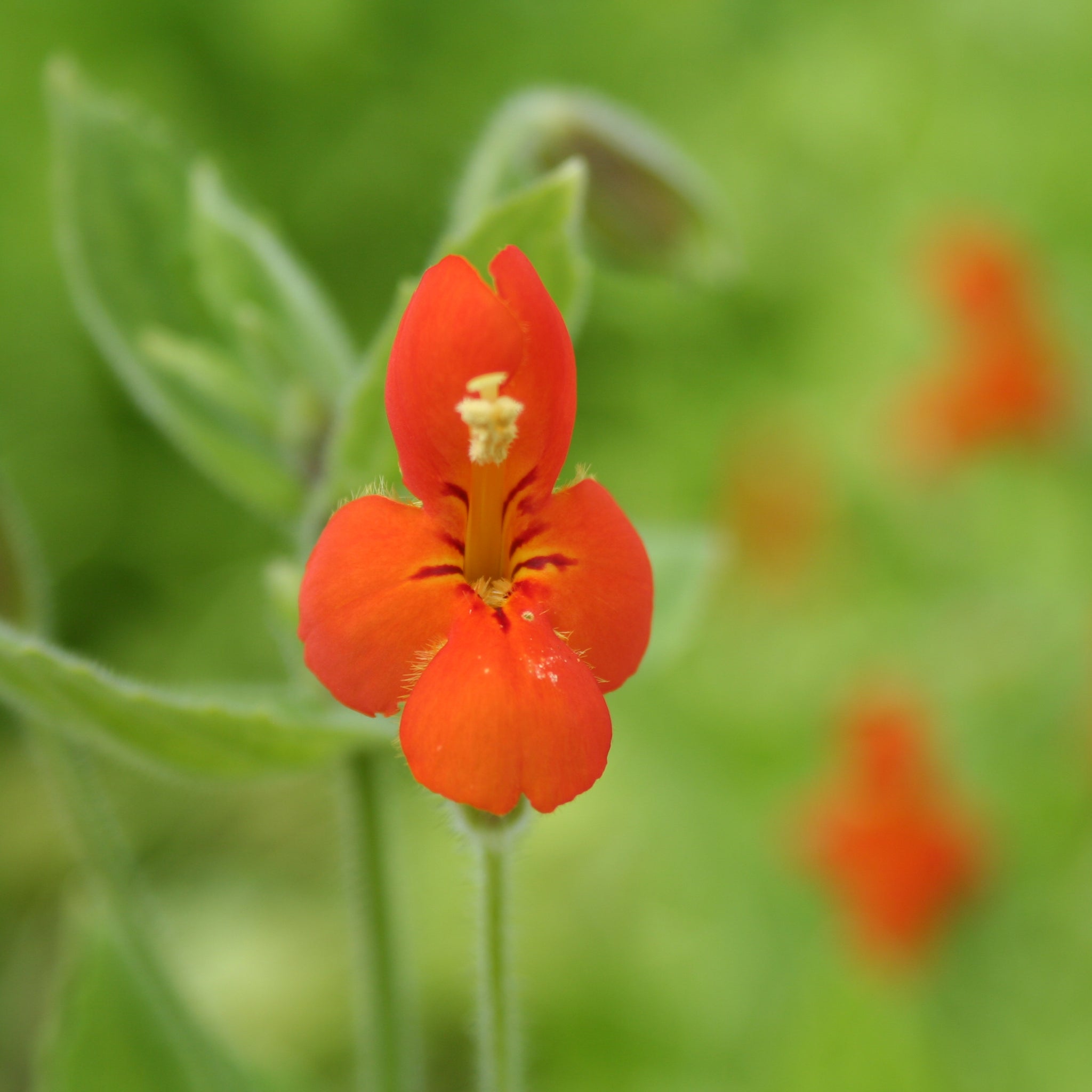 Scarlet Monkey Flower (Mimulus cardinalis) - Plants for Ponds