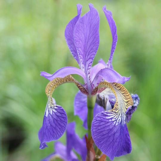 Siberian Flag (Iris sibirica) - Plants for Ponds