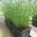 Slender Club Rush | Isolepis cernua – Plants for Ponds