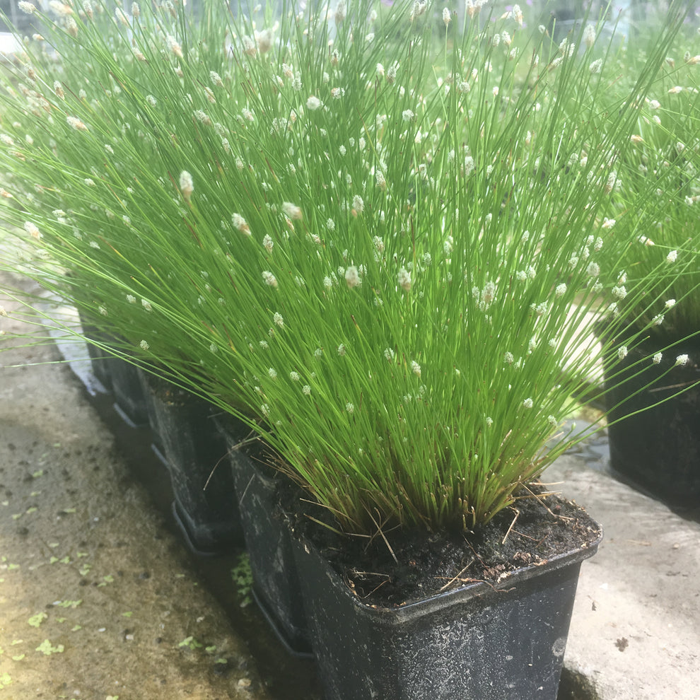 Slender Club Rush | Isolepis cernua – Plants for Ponds