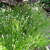 Slender Club Rush | Isolepis cernua – Plants for Ponds