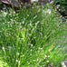 Slender Club Rush | Isolepis cernua – Plants for Ponds
