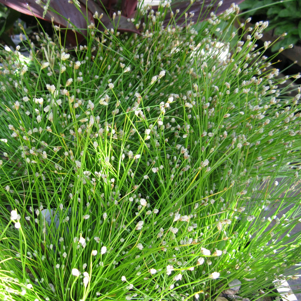 Slender Club Rush | Isolepis cernua – Plants for Ponds
