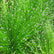 Slender Club Rush | Isolepis cernua – Plants for Ponds