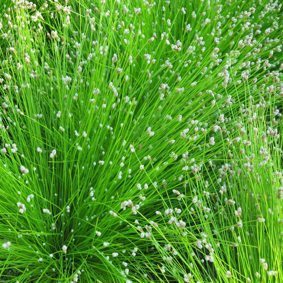 Slender Club Rush | Isolepis cernua – Plants for Ponds