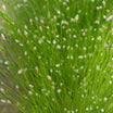 Slender Club Rush | Isolepis cernua – Plants for Ponds