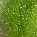 Slender Club Rush | Isolepis cernua – Plants for Ponds