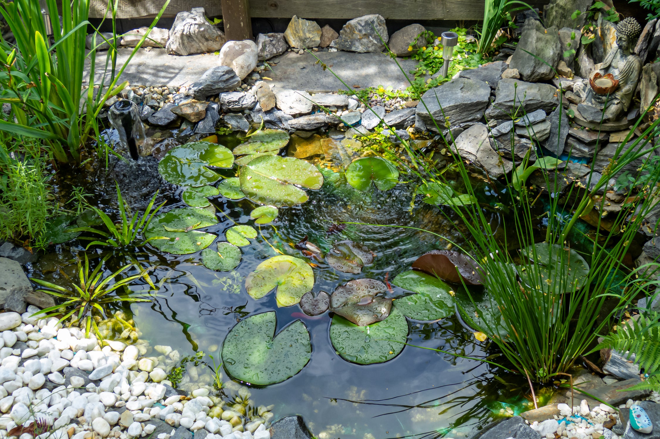 Pond Plants for Small Ponds – Plants for Ponds
