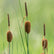 Miniature Bulrush - Compact Pond Plant for Small Gardens – Plants for Ponds