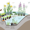 Pond Planting Planner – Plants for Ponds
