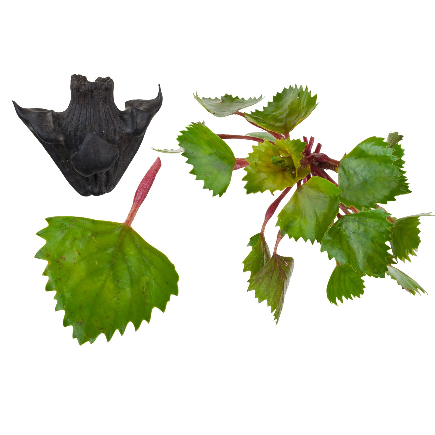 Water Chestnut (Trapa natans) - Plants for Ponds