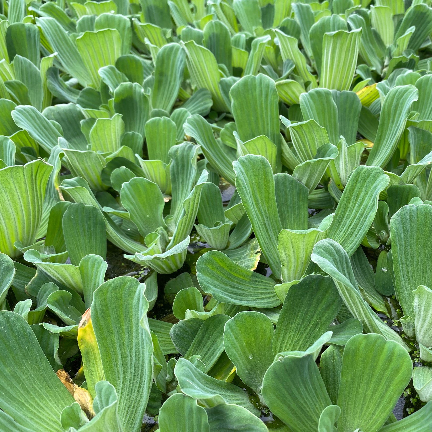 Water Lettuce (Pistia stratiotes) - Plants for Ponds