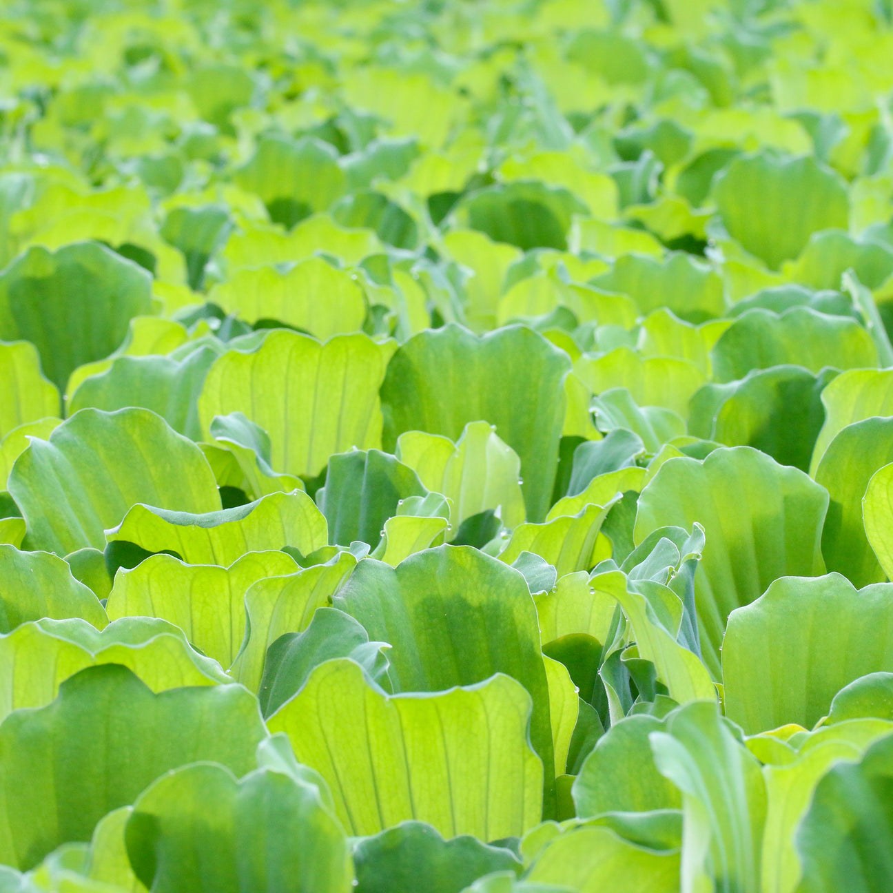 Water Lettuce (Pistia stratiotes) - Plants for Ponds
