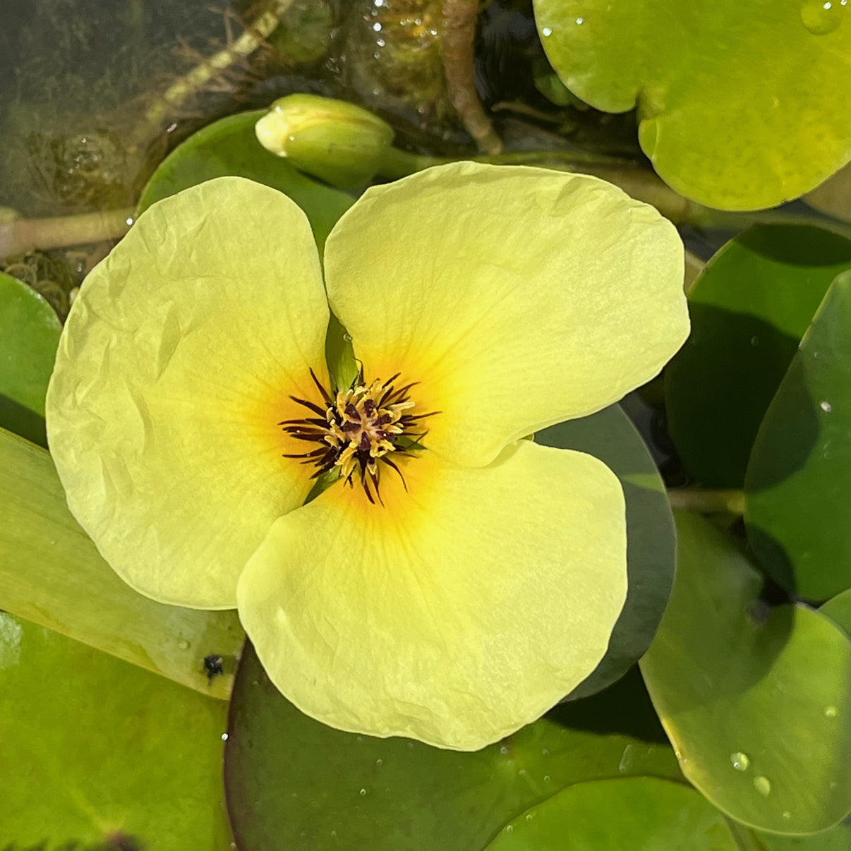 Water Poppy | Hydrocleys nymphoides – Plants for Ponds