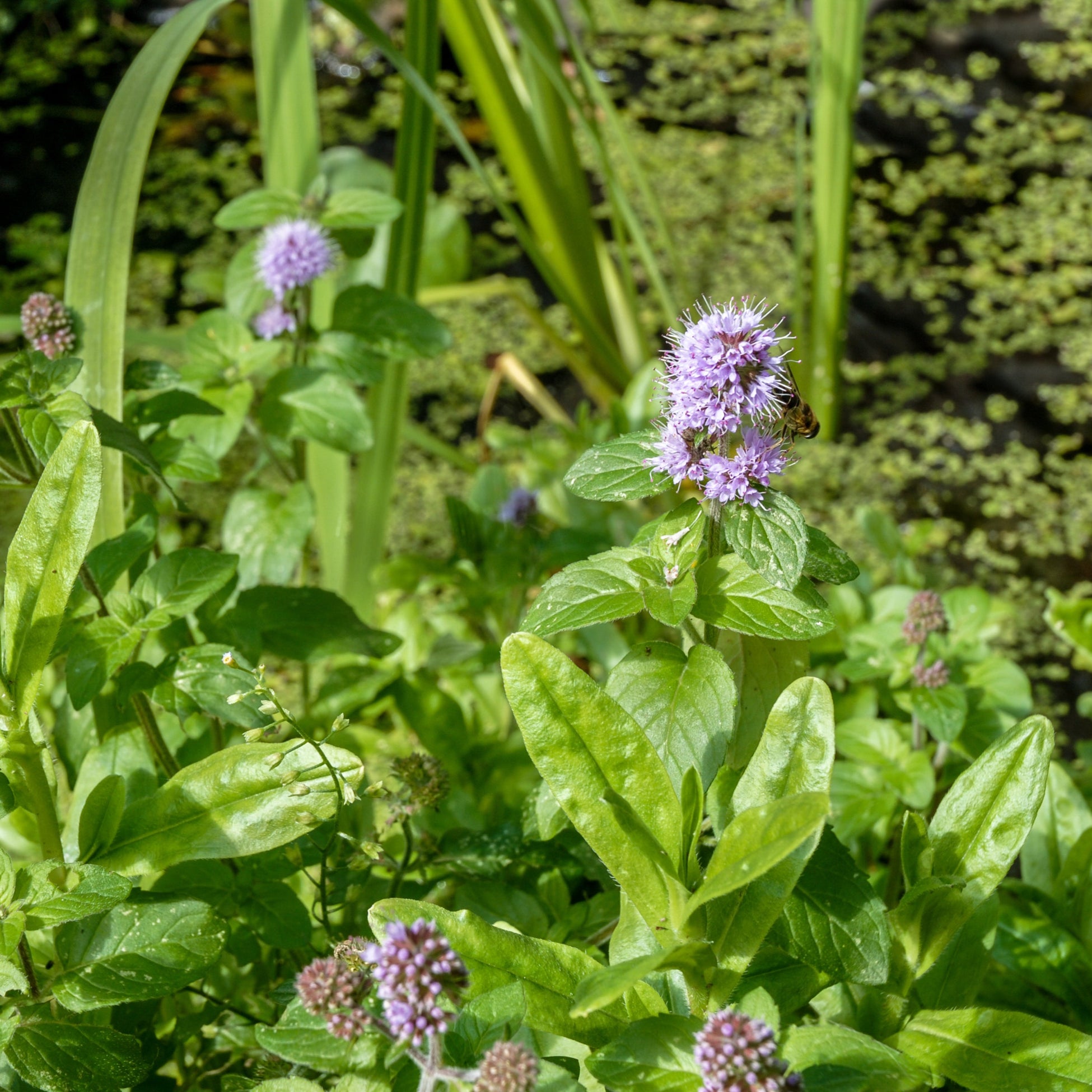 How to Make Your Pond Newt-Friendly – Plants for Ponds