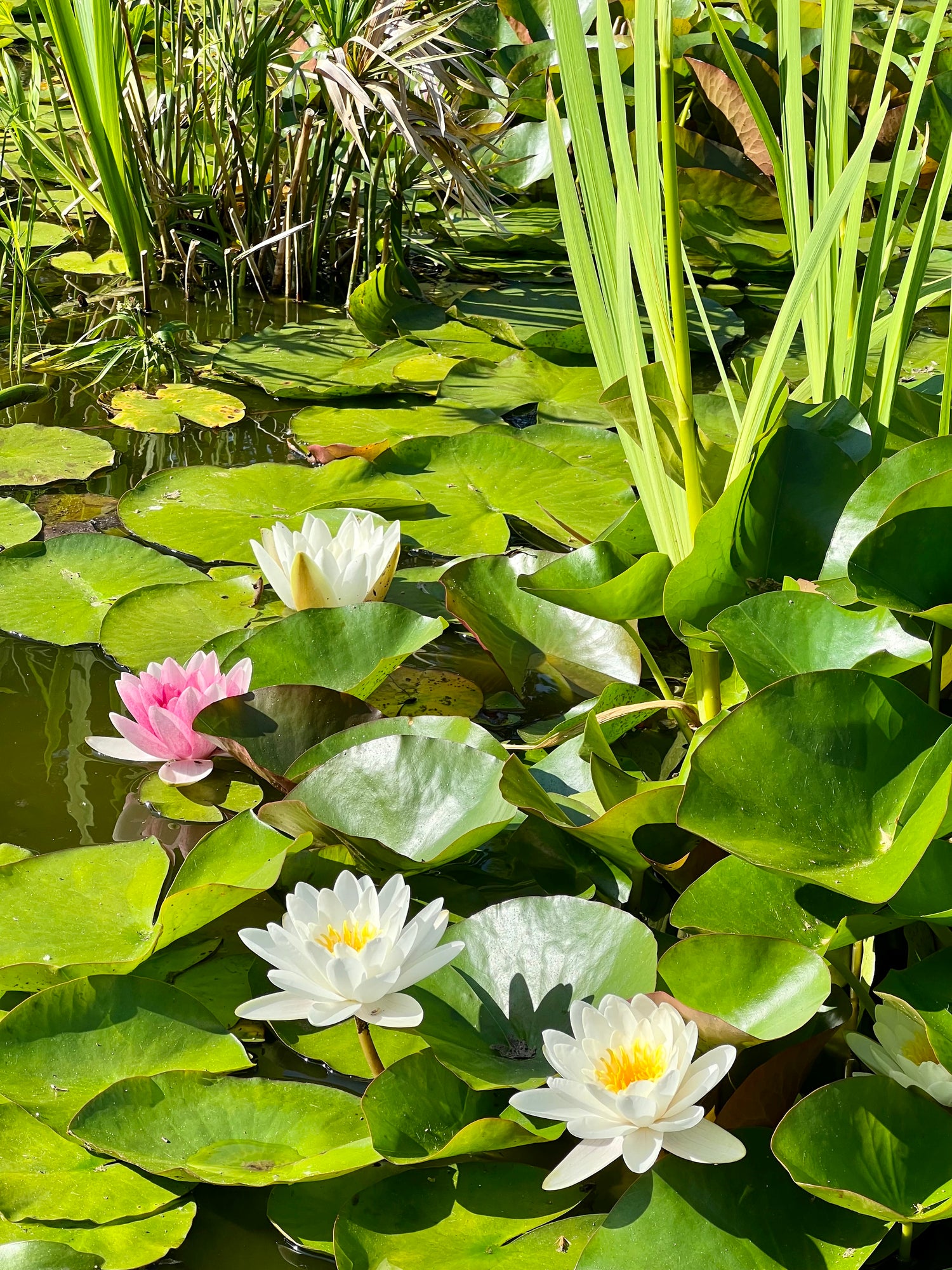 Pond Planting Planner – Plants for Ponds