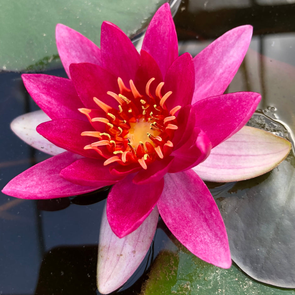 Red Waterlilies | Bold Blooms for Ponds | Attract Pollinators – Plants ...