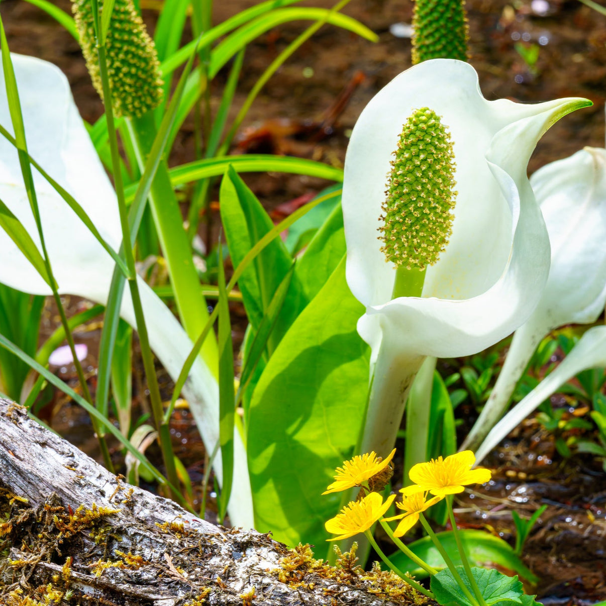 Asian Skunk Cabbage (Lysichiton camtschatcensis) - Striking Pond Margin ...