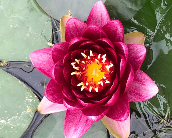 Almost Black Waterlily | Striking Red Flowers – Plants for Ponds