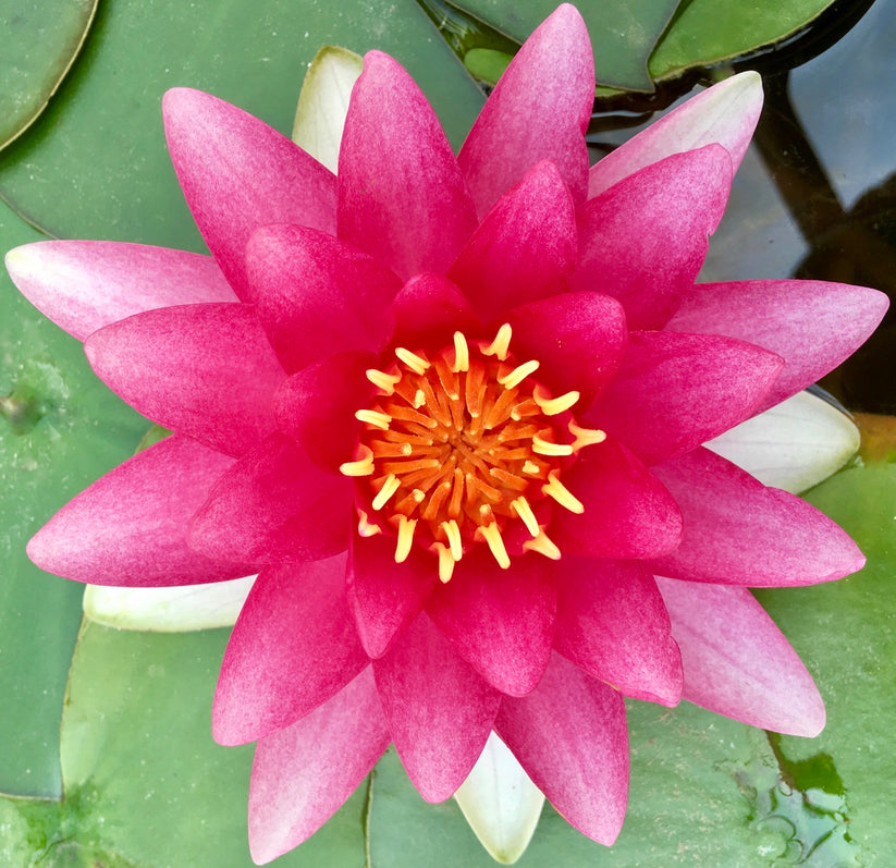 Charles De Meurville Waterlily | Ruby-Red Pond Lily – Plants for Ponds