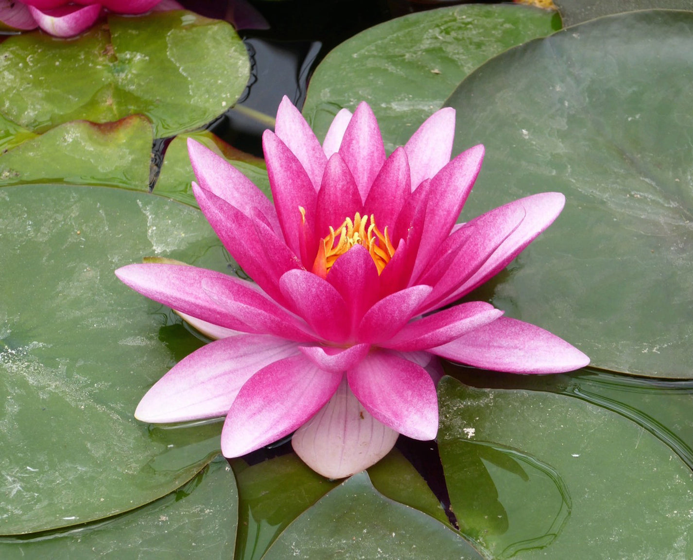 Charles De Meurville Waterlily | Ruby-Red Pond Lily – Plants for Ponds