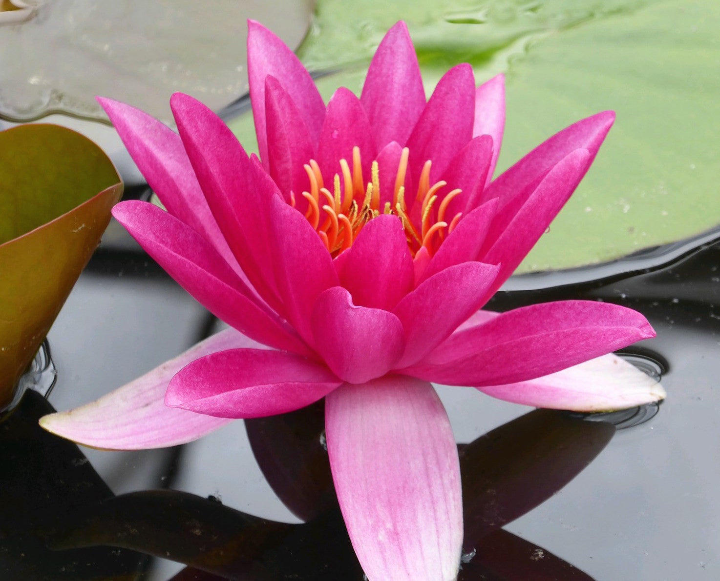 James Brydon Waterlily | Red Cup-Shaped Blooms – Plants for Ponds