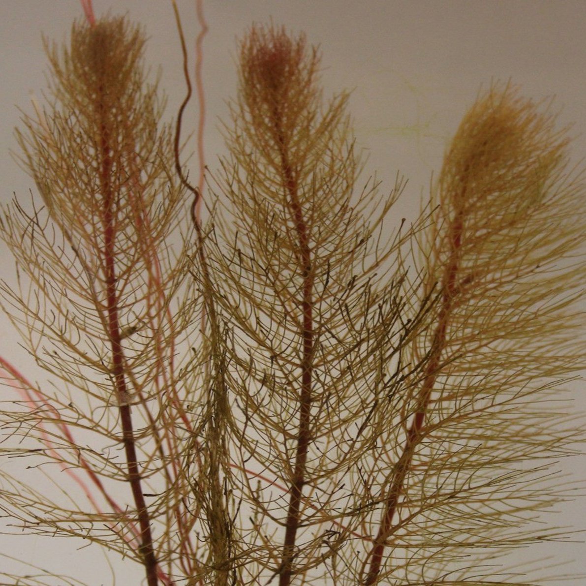 Spiked Water Milfoil-(Myriophyllum spicatum) - Plants for Ponds