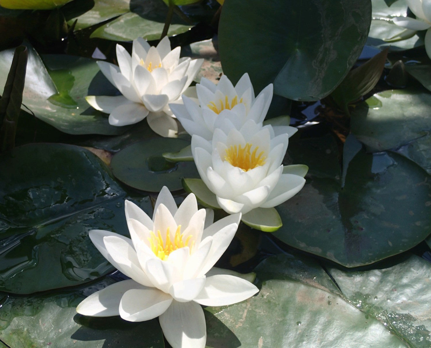 Virginalis Waterlily | Fragrant White Blooms for Large Ponds – Plants ...