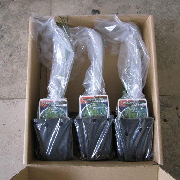 Oxygenator Value Pack – Plants for Ponds